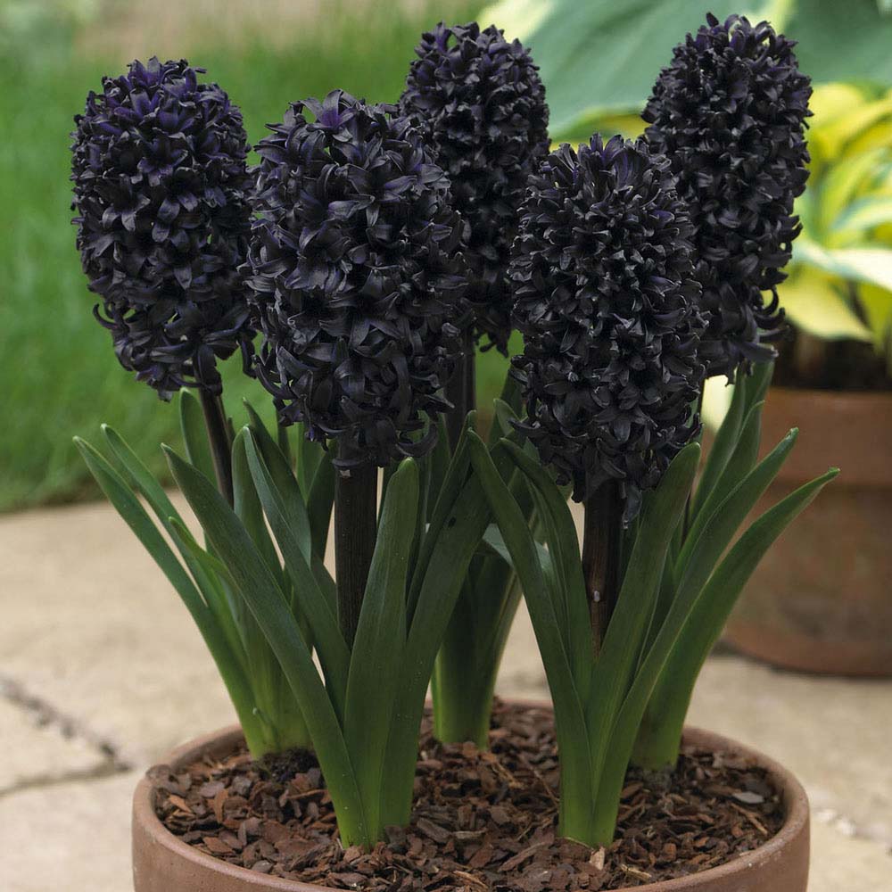 Flowers: Hyacinth