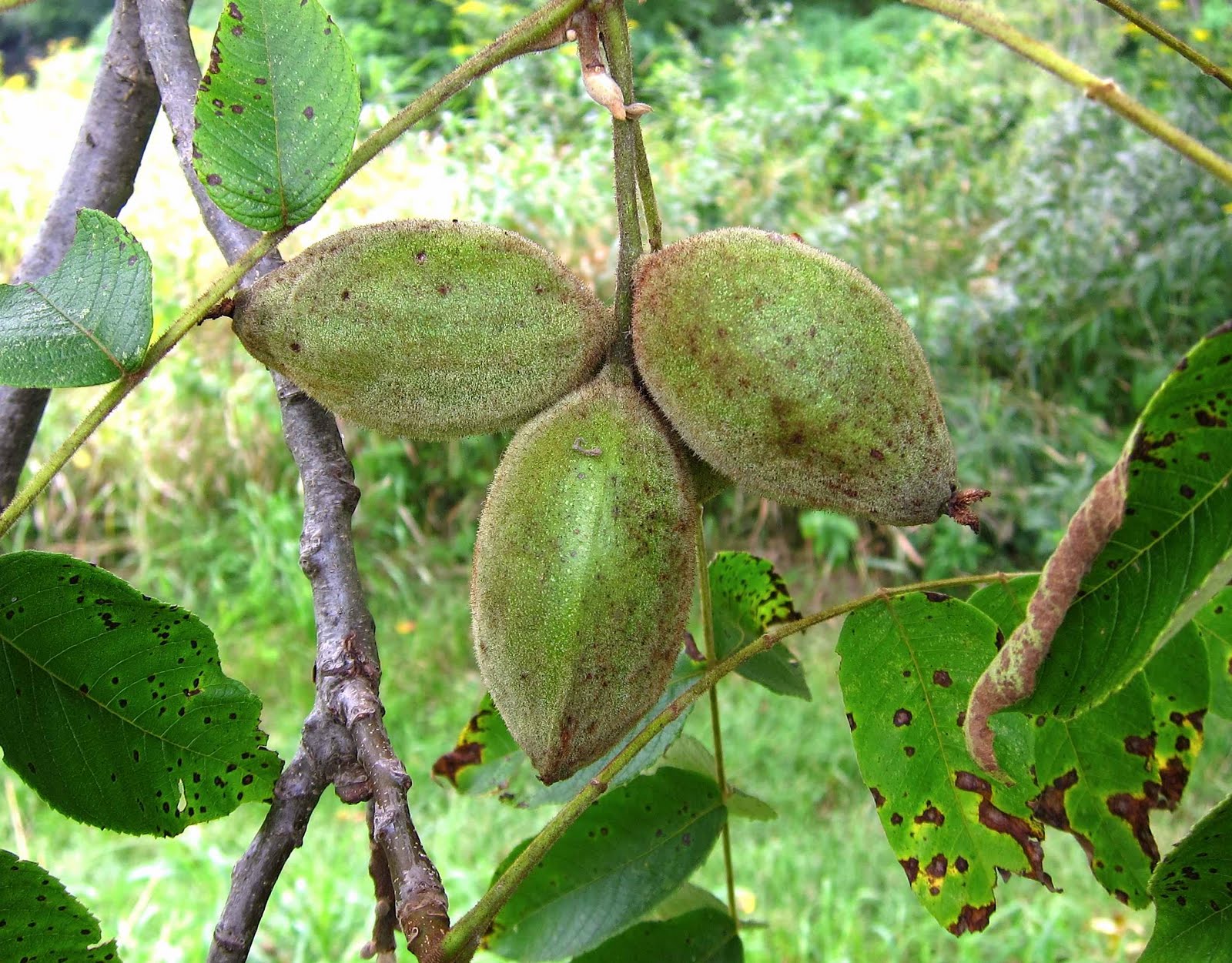 Saratoga woods and waterways: Mountain Trails Yesterday, Sand Plains ...
