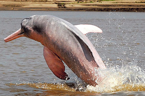 Boto, Lumba-Lumba Penghuni Sungai Amazon | RE Tawon