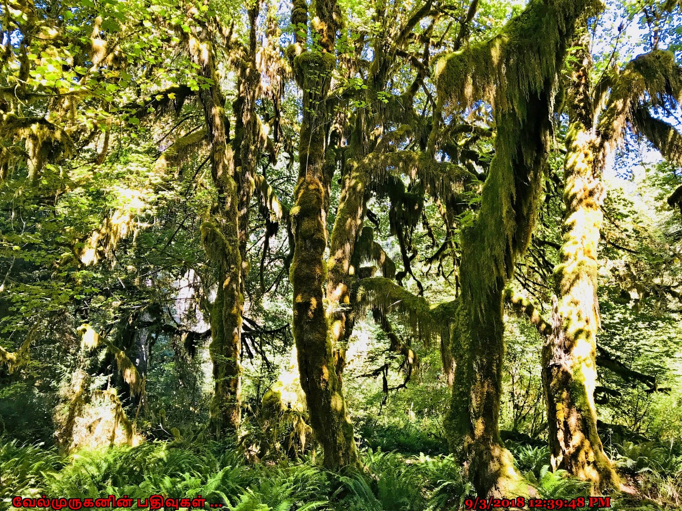 Trails at Hoh Rain Forest - Exploring My Life