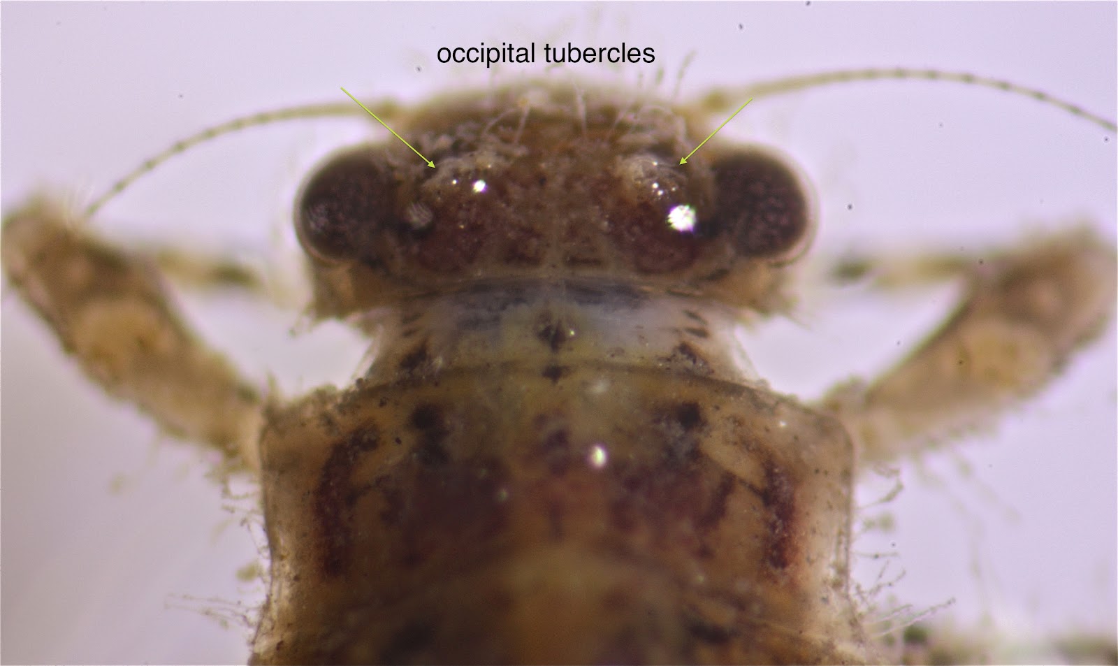 Aquatic Insects of Central Virginia: The Spiny Crawler "Eurylophella ...