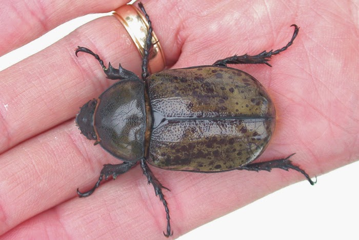 View from the Cape: Spotlight on: Eastern Hercules Beetle