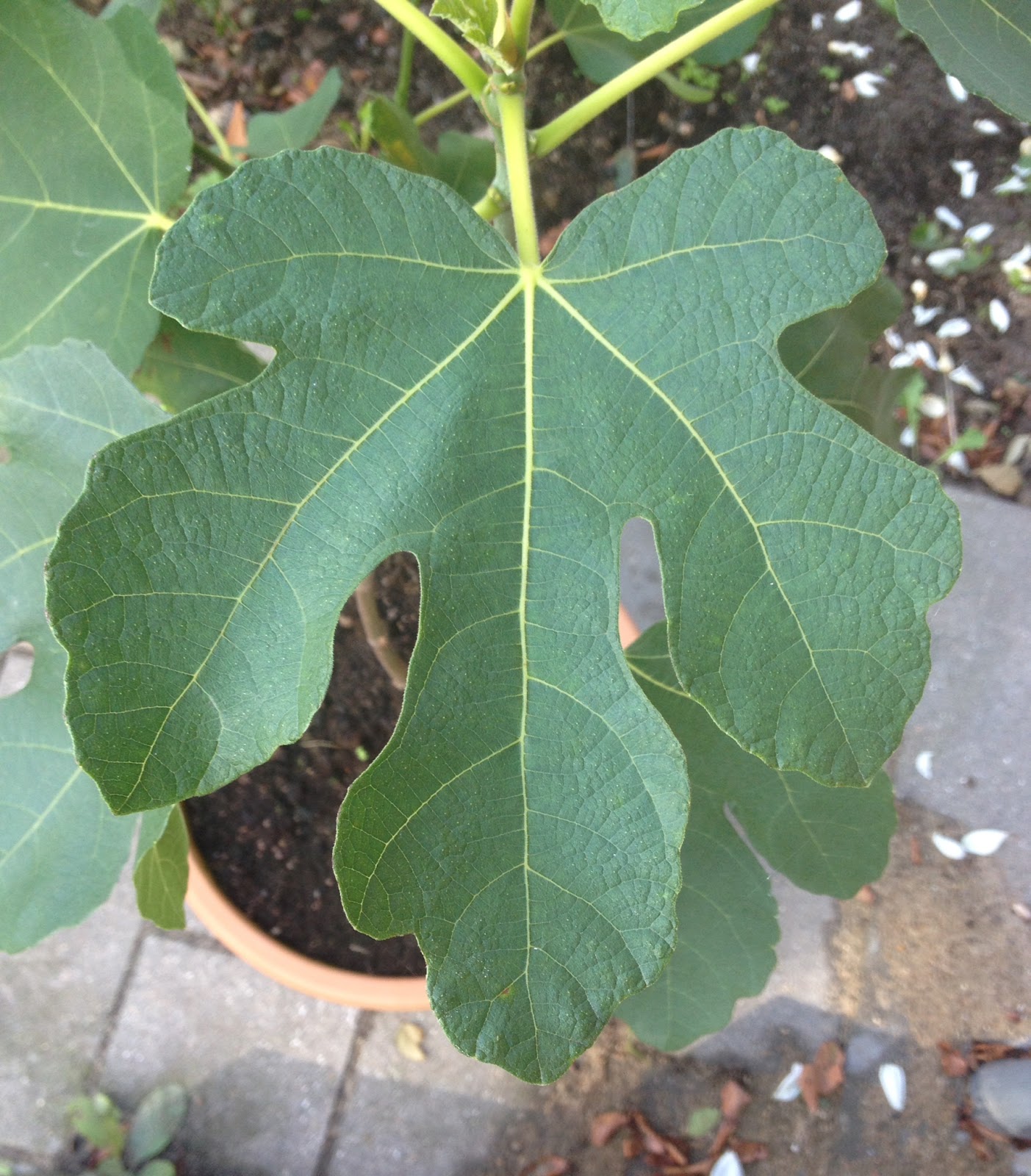 HYGGE I HAVEN: Figen-forsøg