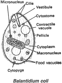 Balantidium coli | GhendRut'z bLog :)