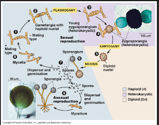 LKPD Biologi 10: LKPD.37. Klasifikasi Jamur