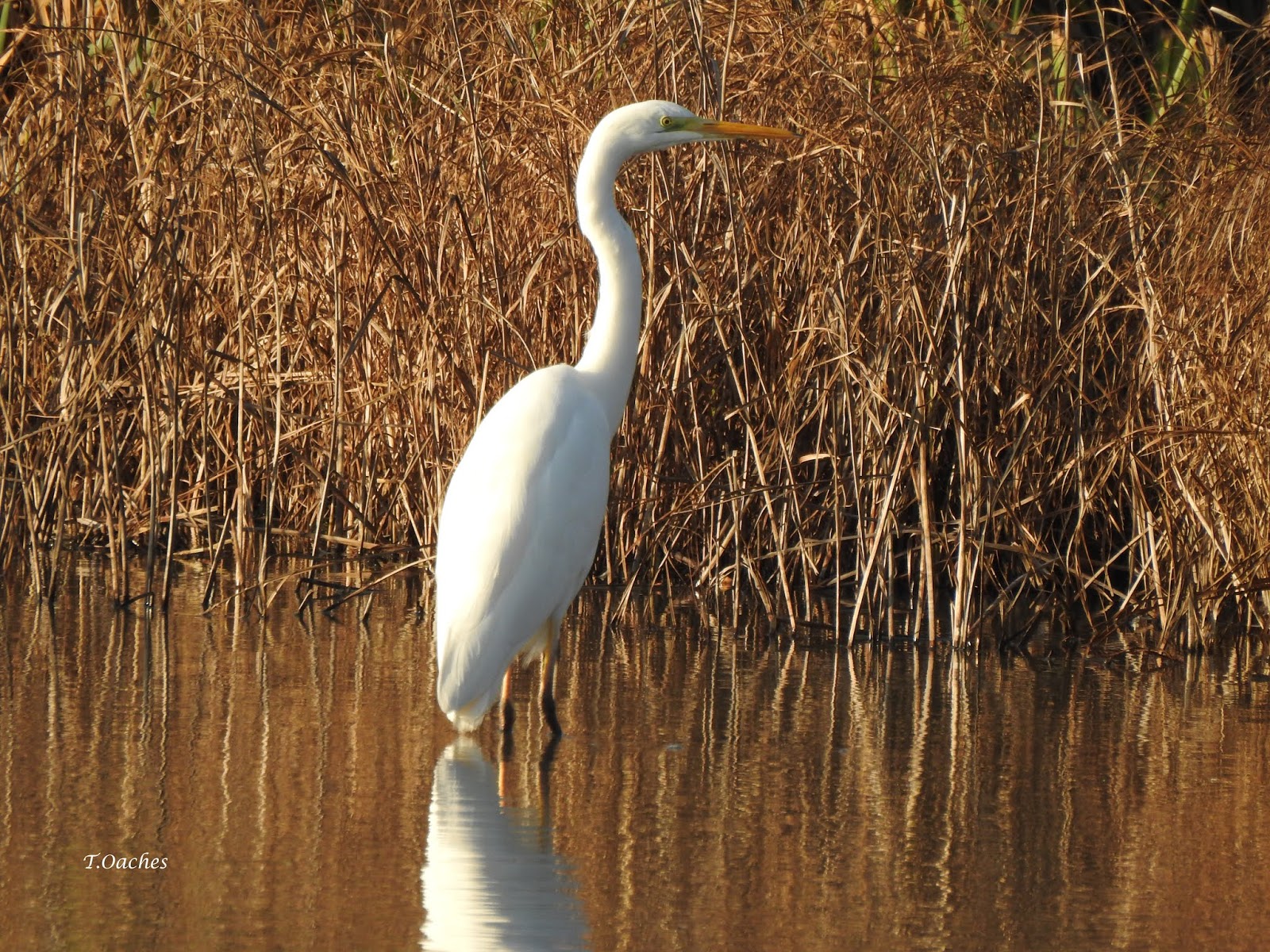PASARI DIN ROMANIA: EGRETA MARE, Ardea alba