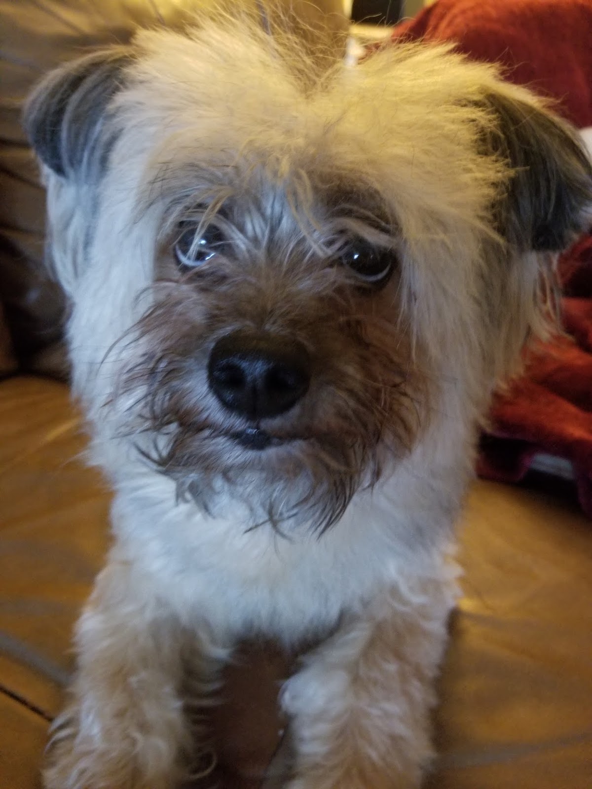 Pet Care: We Tried Fur Zapper and The Glove | SPATE The #1 Hip Hop News ...