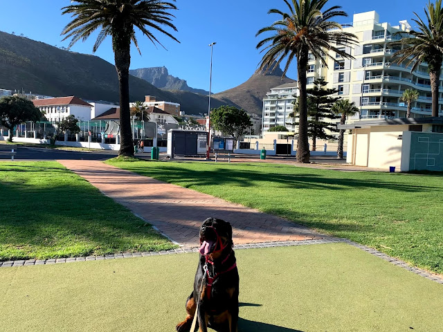 Sea Point Promenade offers a beautiful, dog-friendly seaside stroll