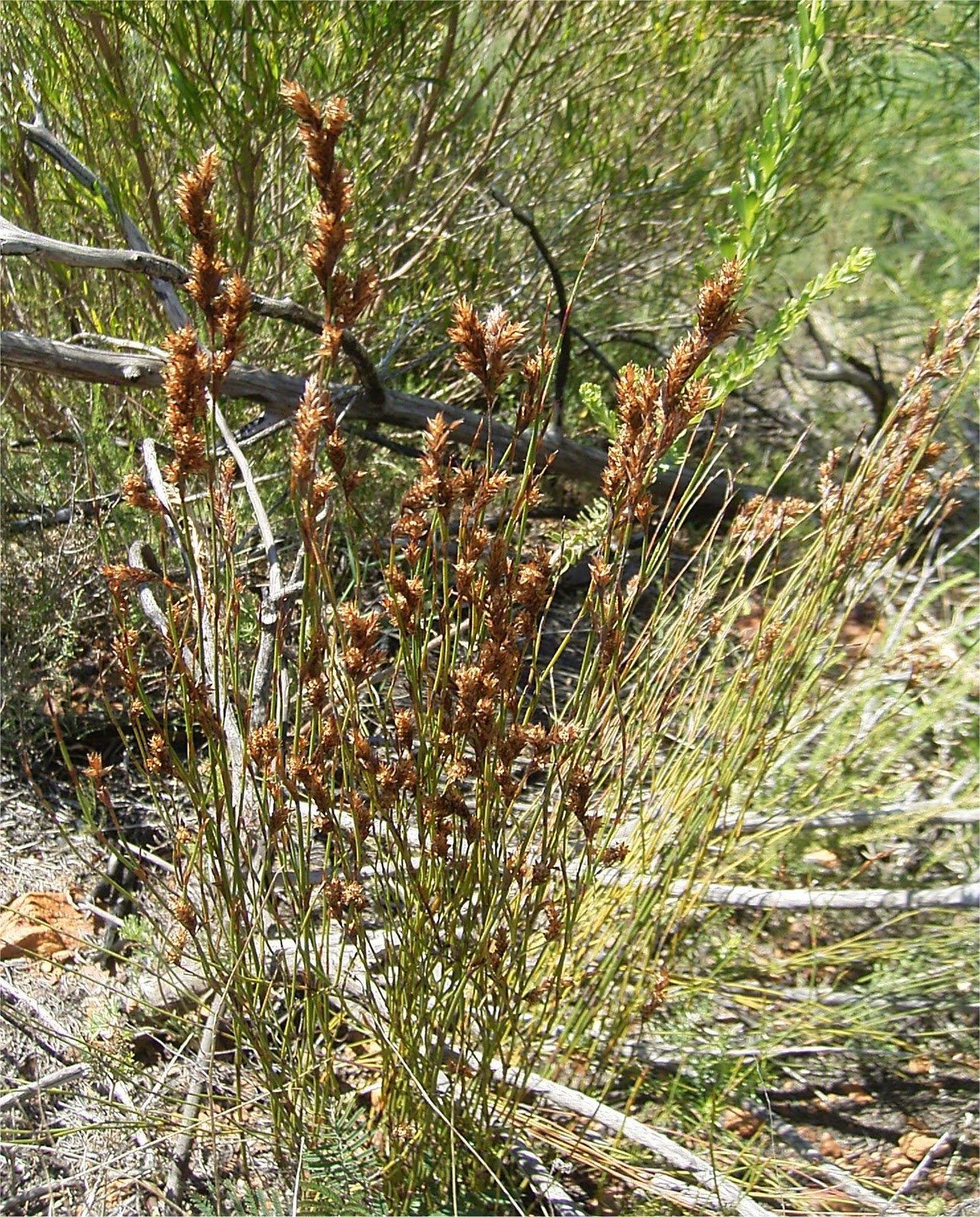 Desert Plants and Wild Flowers Images: Restio triticeus