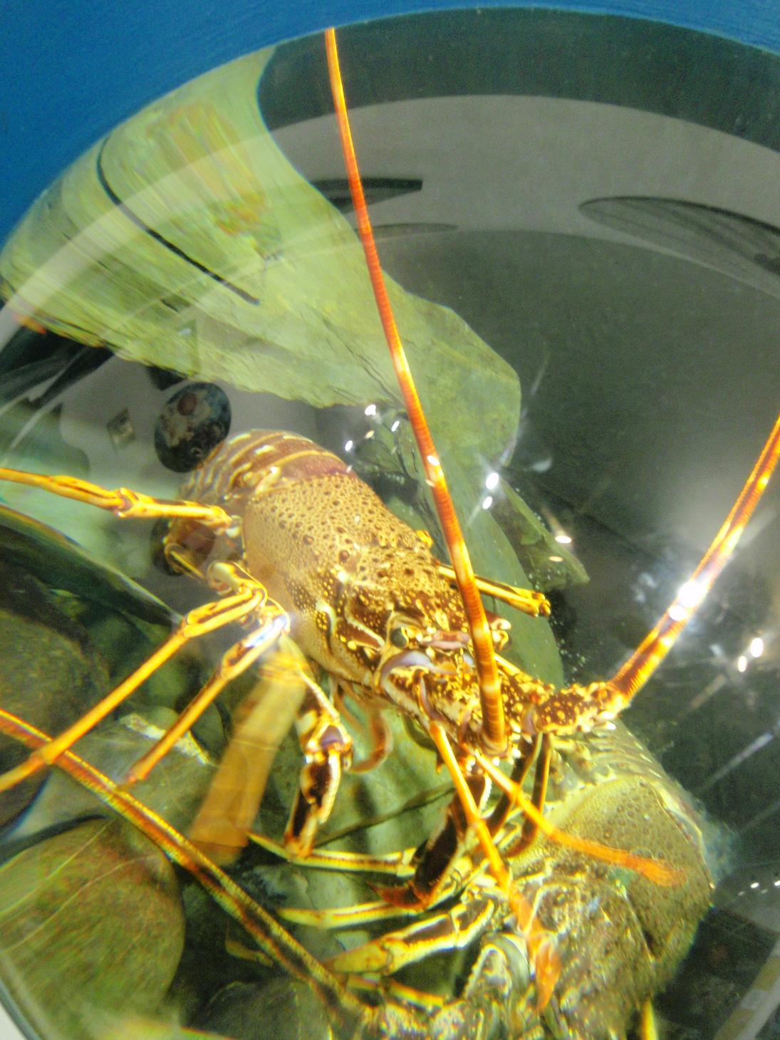 Moulted Crawfish showing beautiful new shell | The National Lobster ...