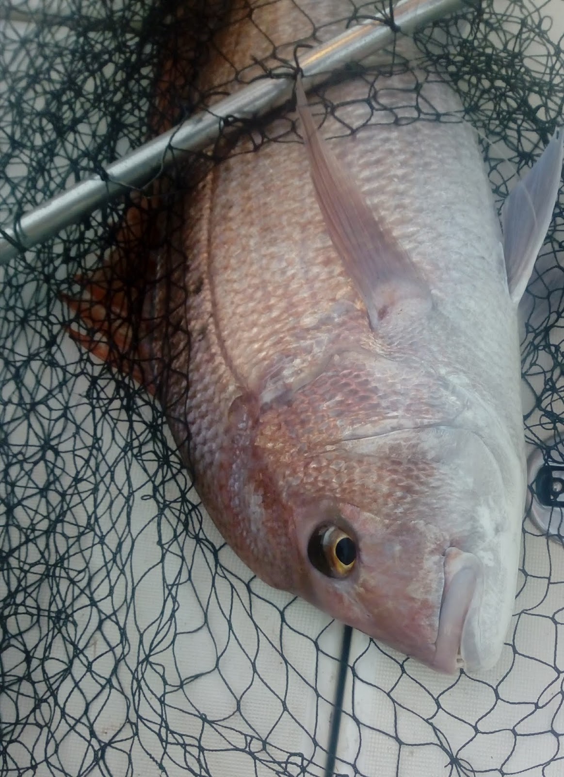 Lures Way: Krunaš (Dentex gibbosus)