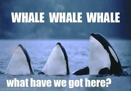 All That Spam: Whale Whale Whale
