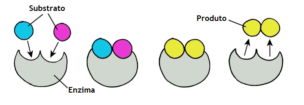 Enzimas - a pele que habito