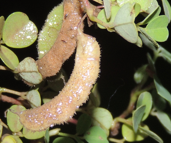 Fabaceae - Leguminosae no Brasil: Fabaceae - Desmodium triflorum (L.) DC.
