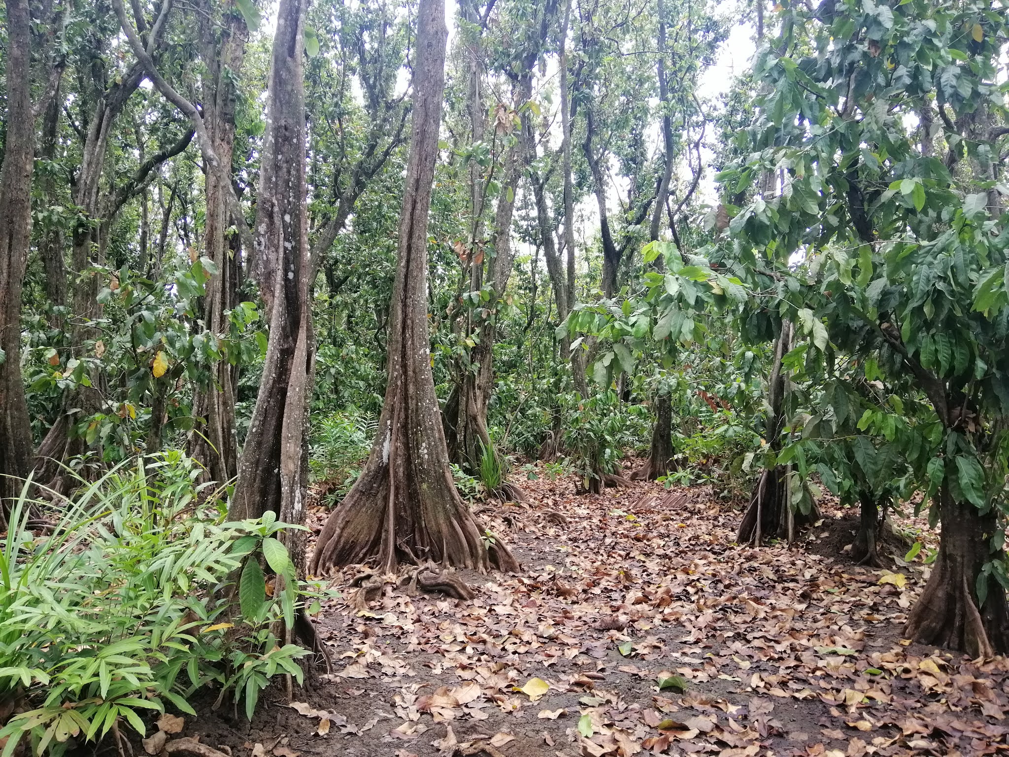 Best In Caraga: Kayam Natural Forest, Brgy. Pagatpatan, Butuan City