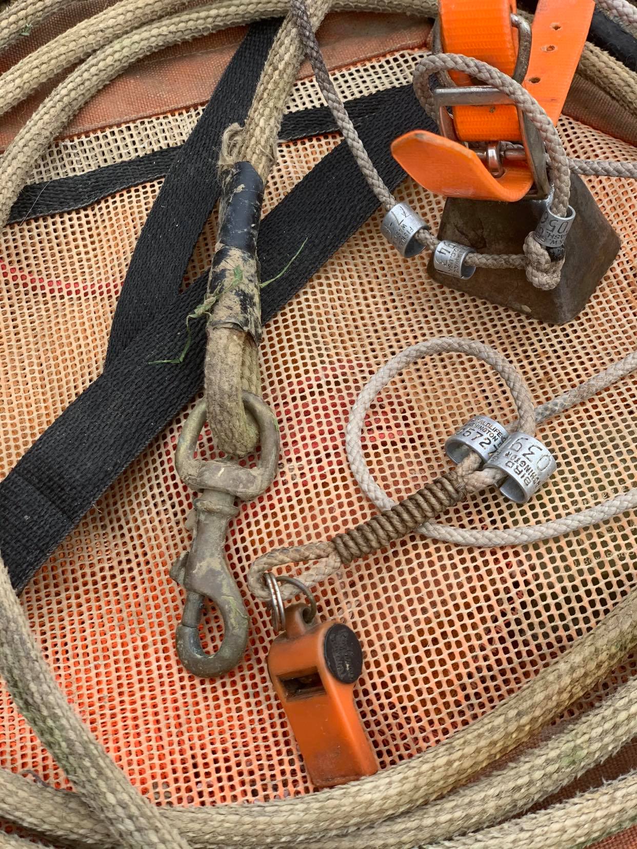 Firelight Reflections