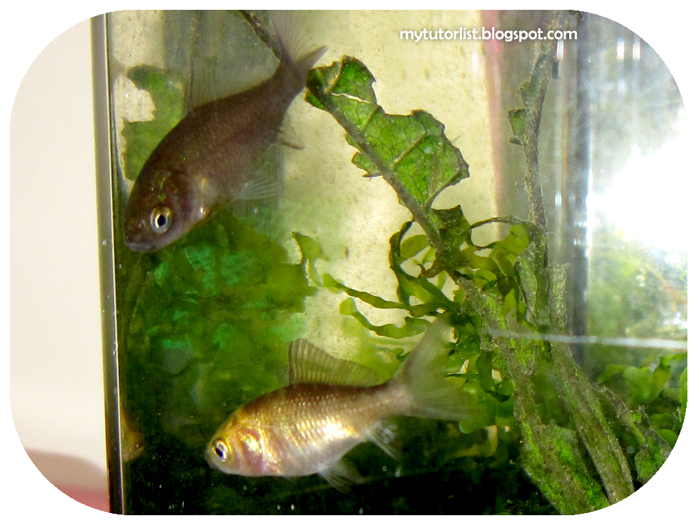 Baby Goldfish 2 Months Old - Changing Colours : Behind Mytutorlist.com