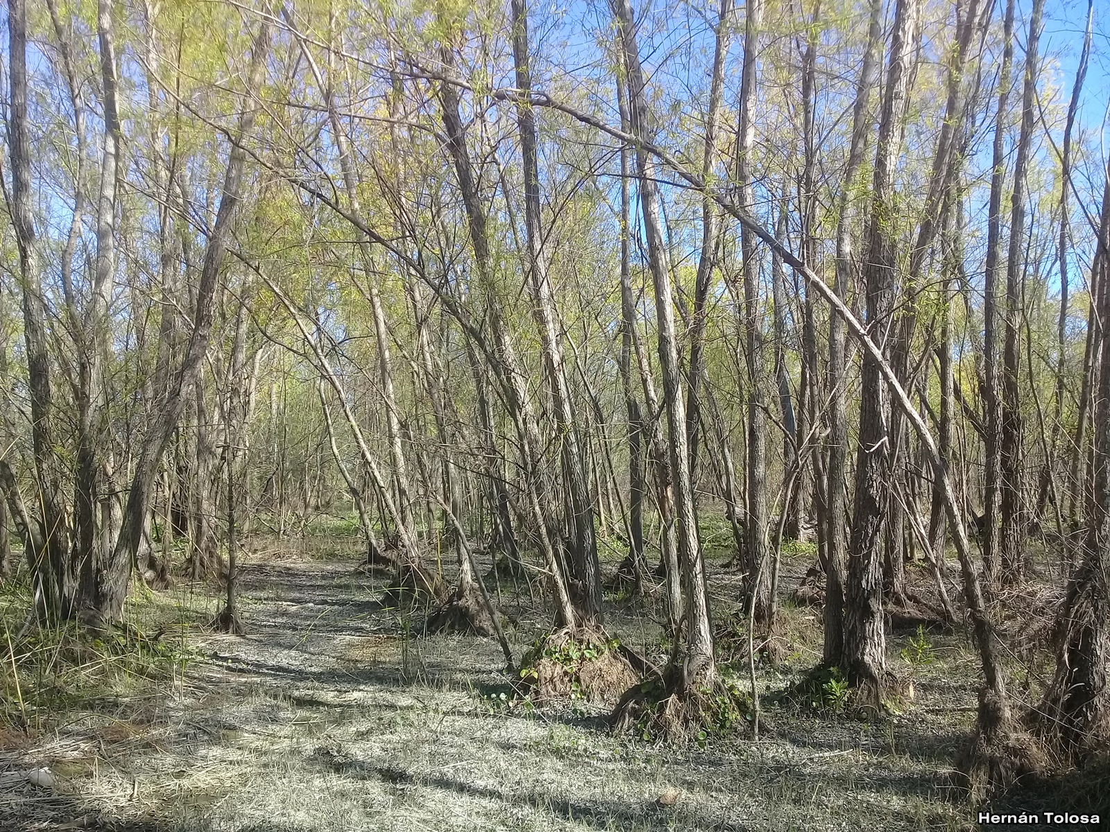 Flora Bonaerense: Sauce criollo (Salix humboldtiana)