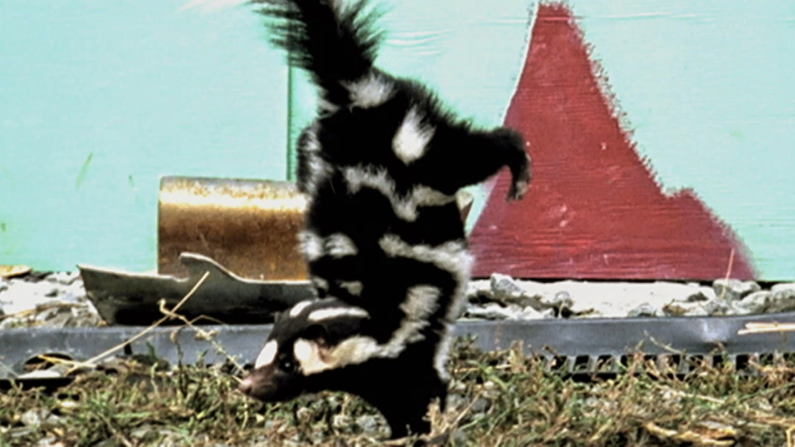 SurExótico: La mofeta- El animal con el sistema de defensa más ...