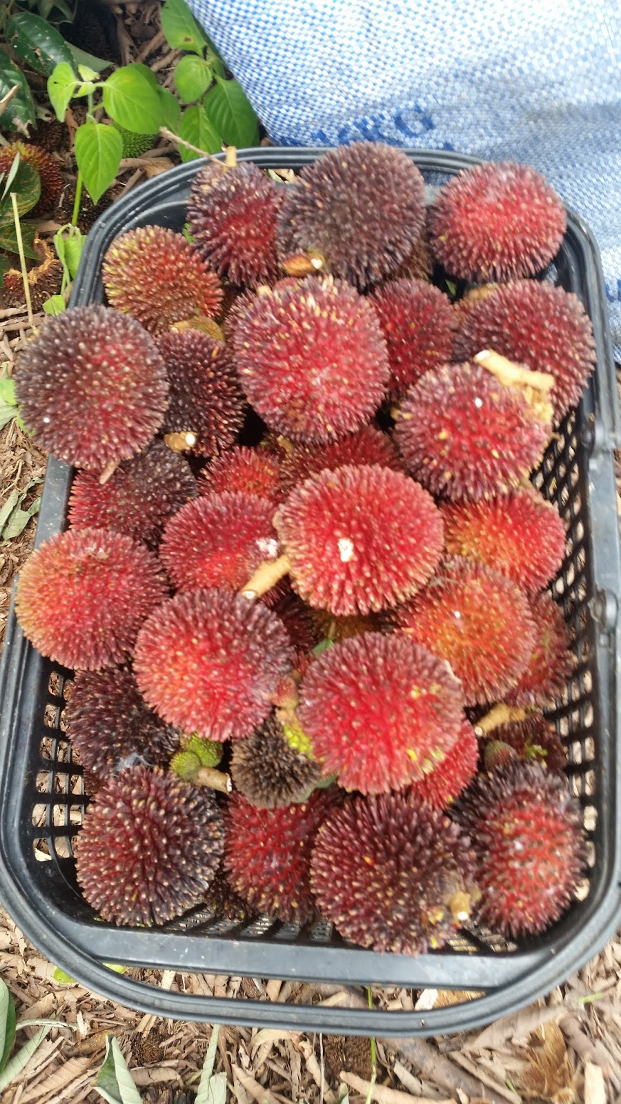 Warisan Petani: Menuai Pulasan