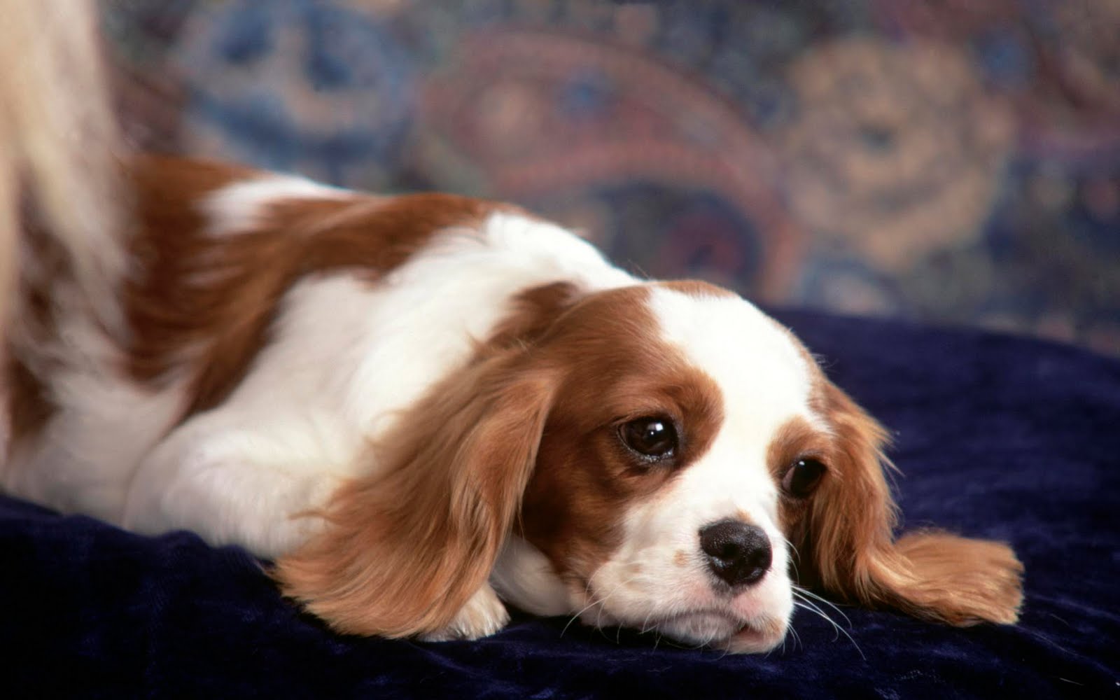 fondos-wallpapers de perros-dogs-pets