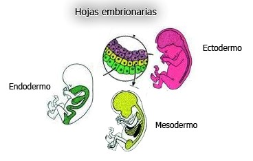 matembriologia: Ectodermo, Mesodermo y Endodermo