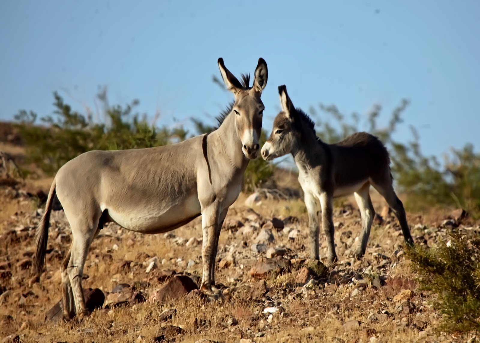 The Azure Gate: New Year's Babies: Feral (Wild) Burro