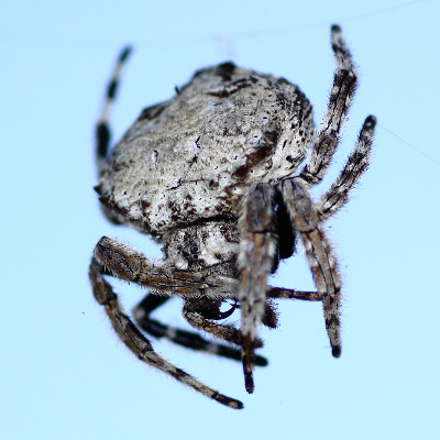 Real Monstrosities: Darwin's Bark Spider