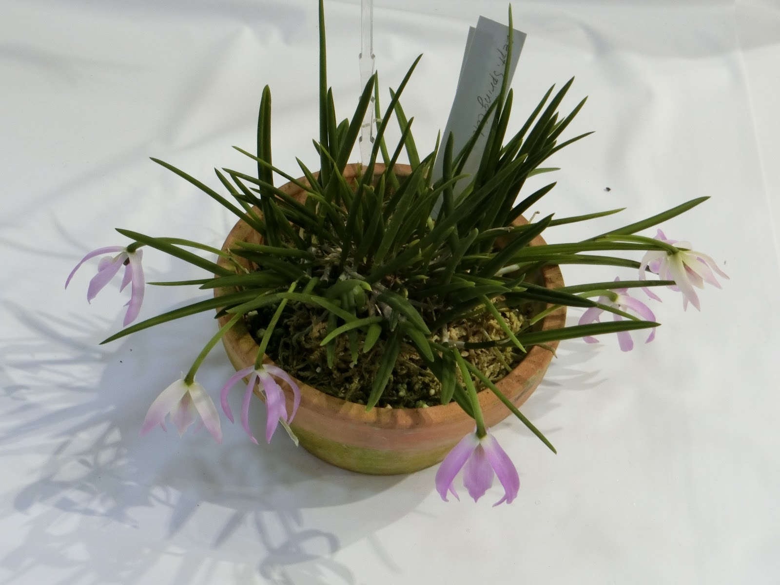 60歳で無職の優雅な日々: レプトテス・スプリング・カラー・リバーヘッド Leptotes Spring Color 'River Head'