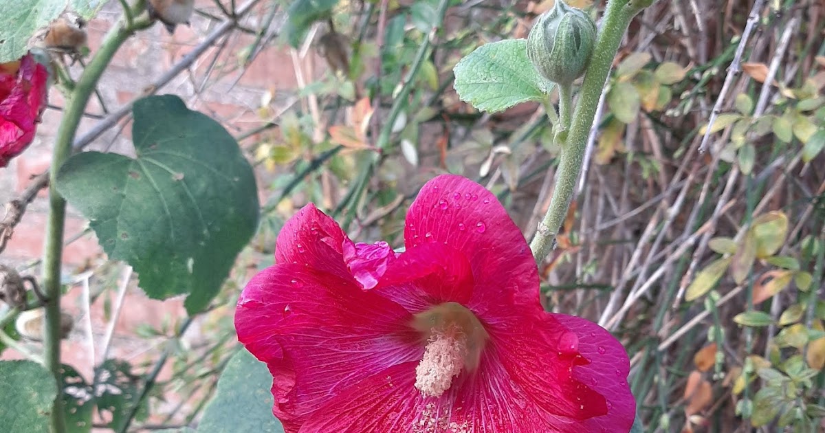 Sen blomstring - stokrose