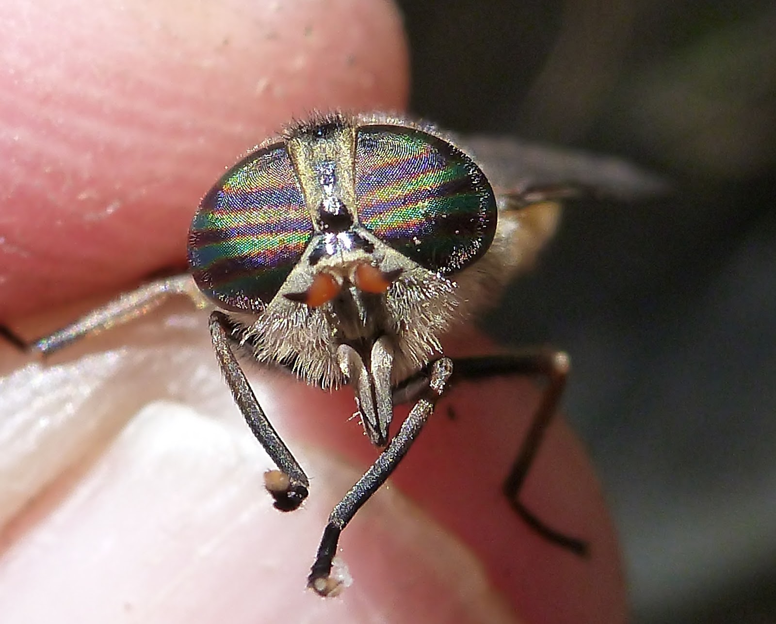 Buzz's Marine Life of Puget Sound: Jul 11, 2013