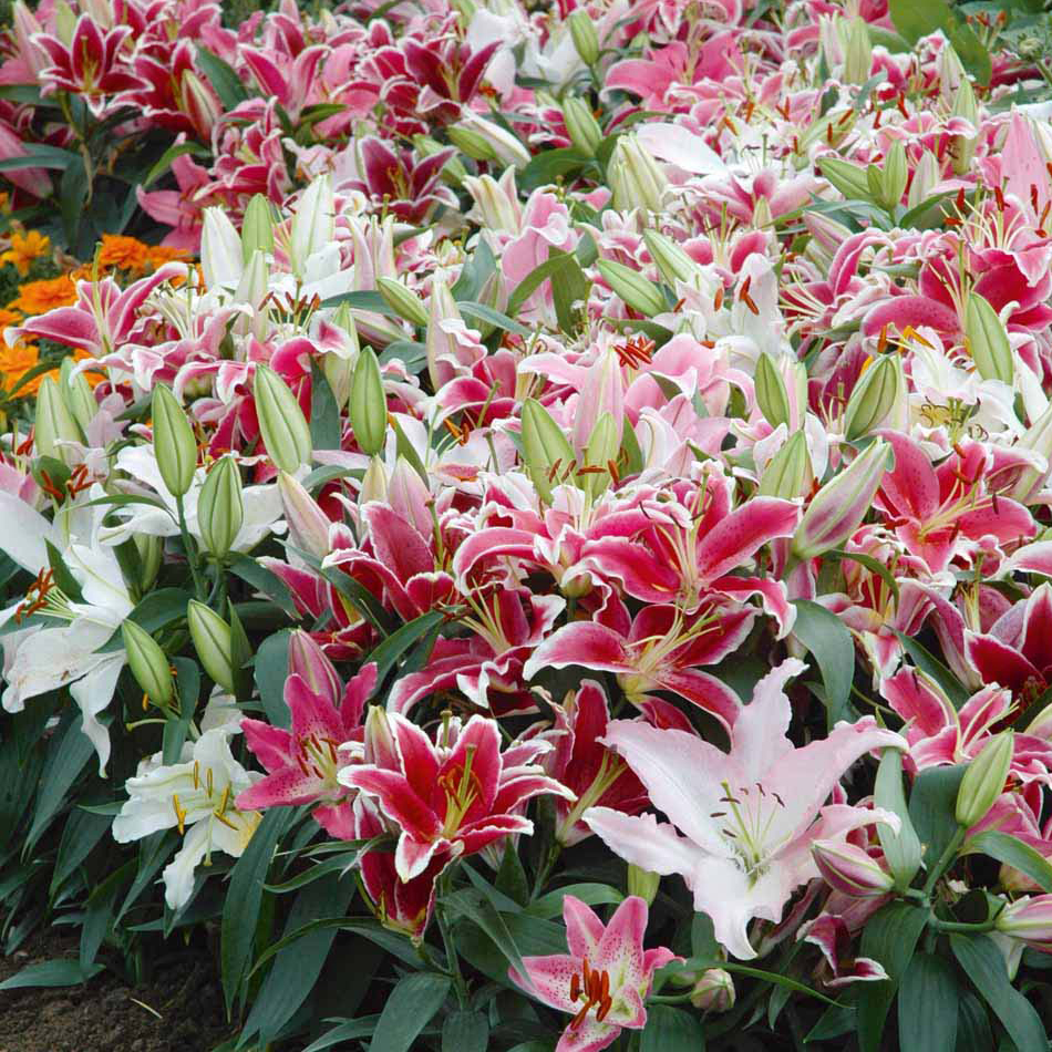 Lilium Flowers: Lilium Flower Gallery 7