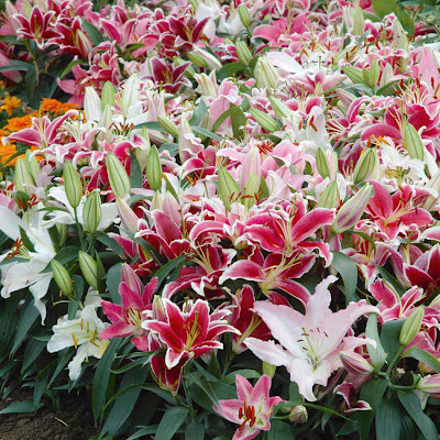 Lilium Flowers: Lilium Flower Gallery 7