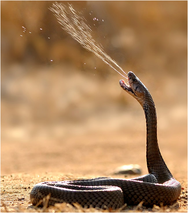 clube de montanhismo de braga: Cobras venenosas de todo o mundo (parte 2)