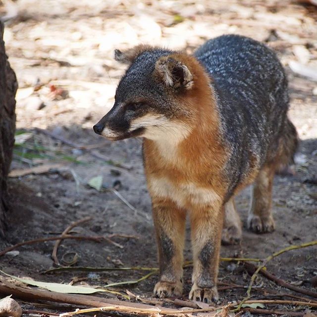Friends of the Island Fox: 2019 Island Fox Status Update
