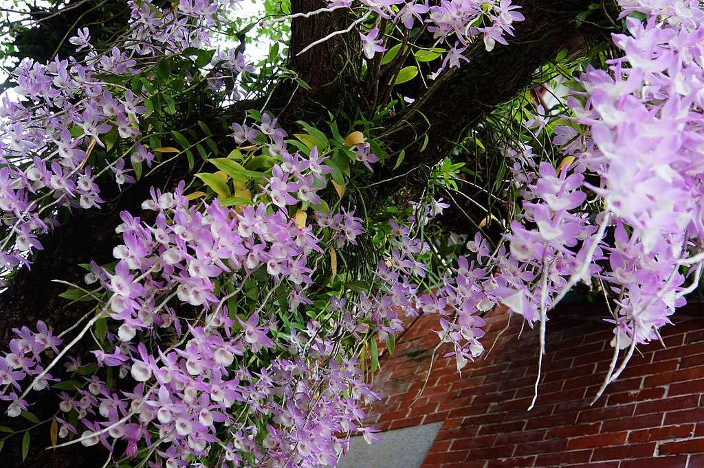 Plants Ferns, Grasses & Bamboo Dendrobium aphyllum orchid species etna ...