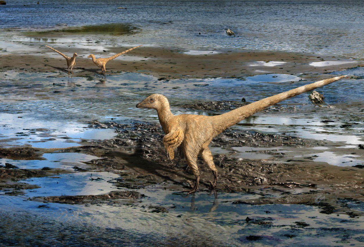 Species New to Science: [Paleontology • 2015] The First Dromaeosaurid ...