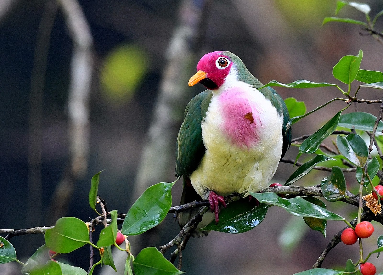 The Life Journey in Photography: Jambu Fruit Dove [Male] @ National ...