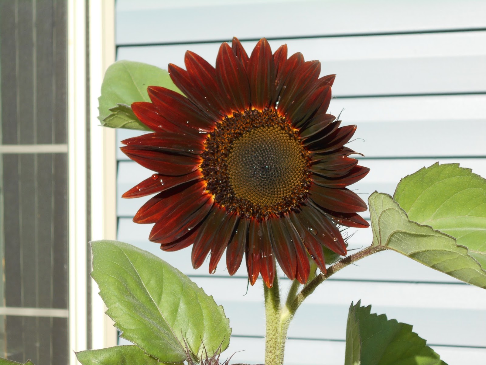 New York State of Mind: MY UNUSUAL COLOR SUNFLOWER