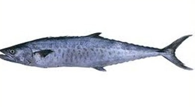 gHara javaN (Home Food): Konkani names for fish