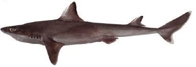 Artes de Pesca: VAMOS A PESCAR TIBURONES 2ª Parte (F)