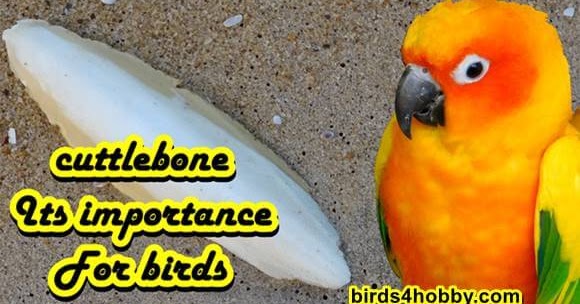 Cuttlebone for birds Its importance