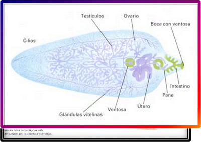 TREMATODOS: Definicion. estructura y caracteristicas