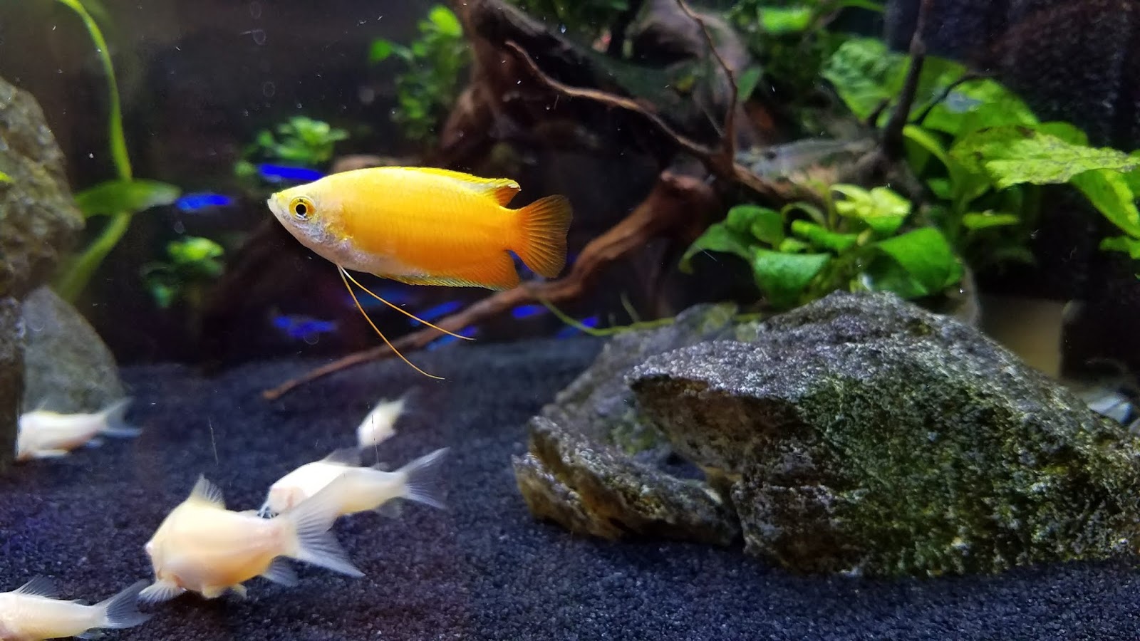 A GAMER'S WIFE: Honey Gourami Care Guide: Housing, Food, and Tank Mates!