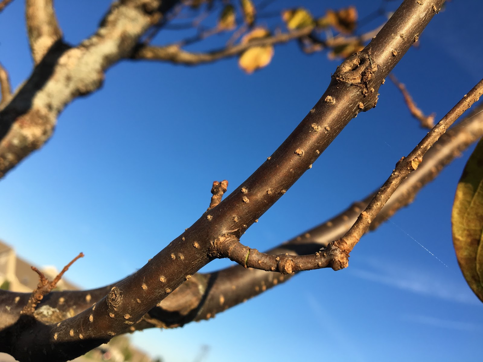 Sidewalk Tree Unveiled: Syringa reticulata Japanese Lilac [Backyard ...
