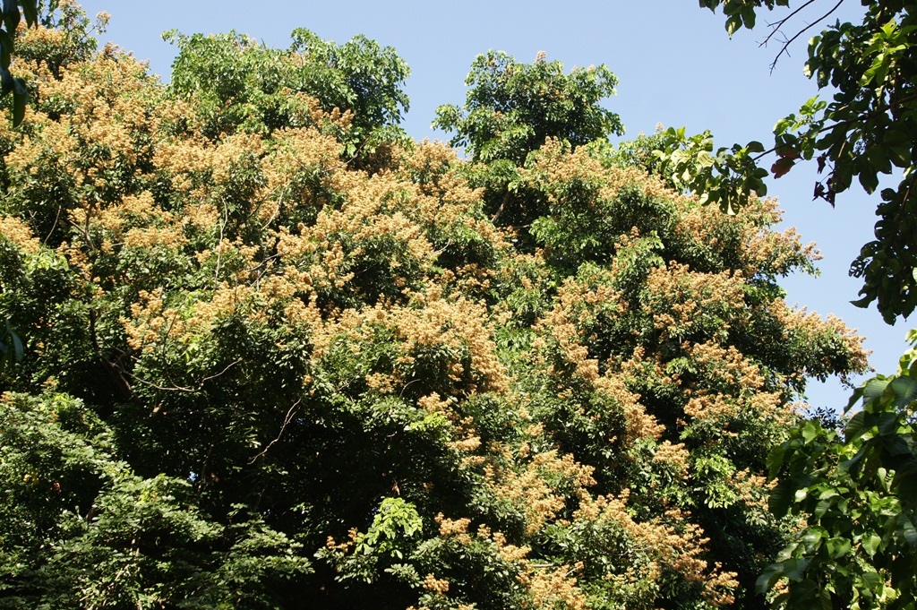 My Asian Secret Garden: Philippine Native Trees for the Garden and for ...