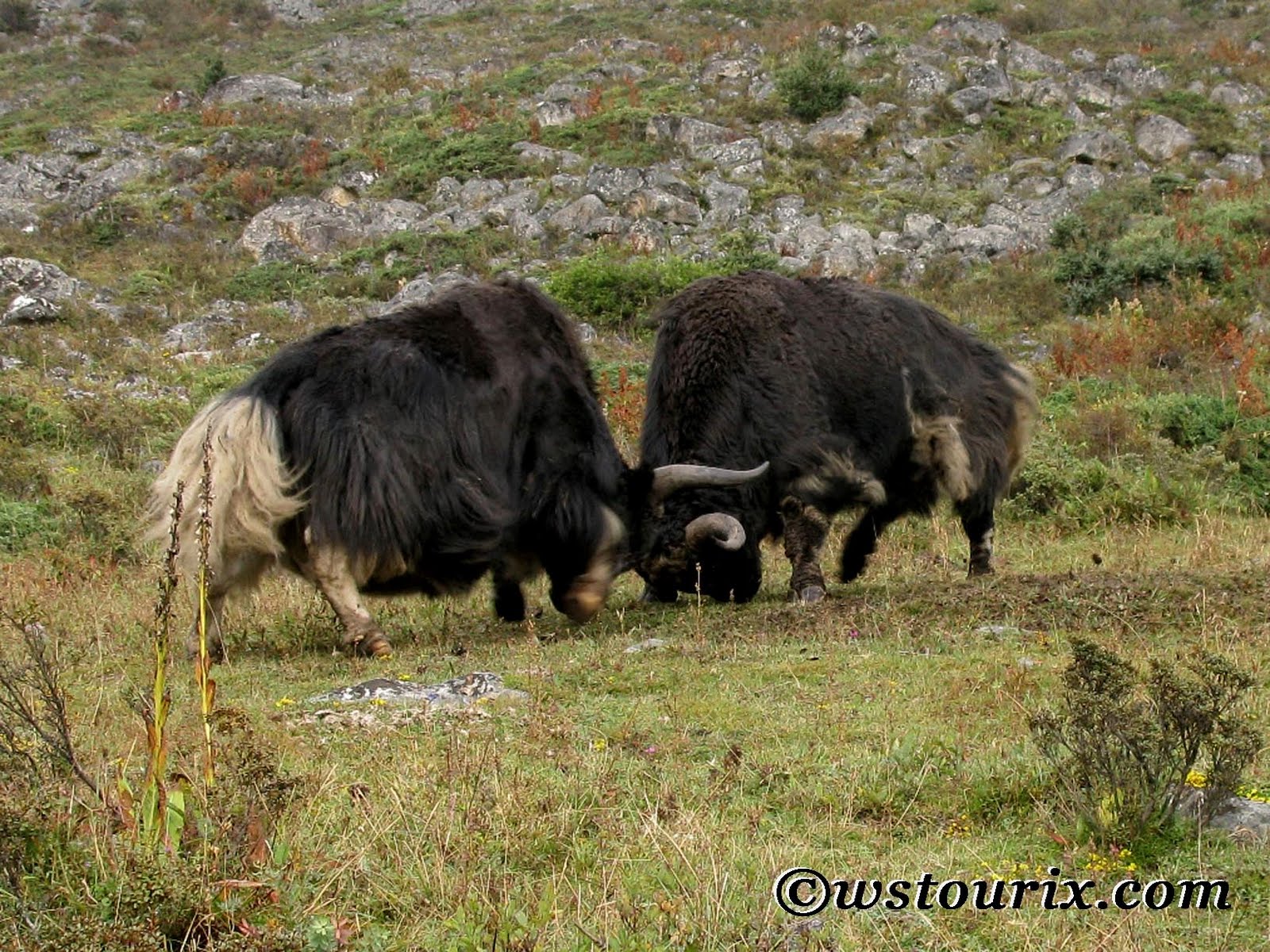 SICHUAN TOURS - TRAVELLING - TREKKING - MOUNTAINEERING - NATURE - BIRD ...