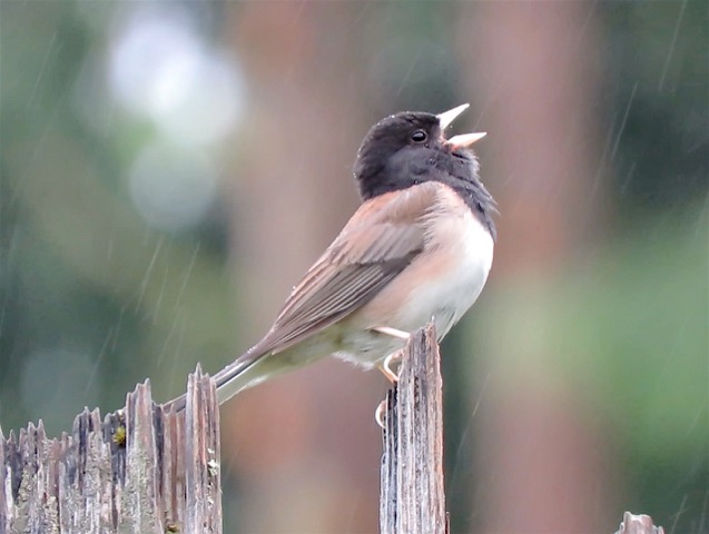 Shoreline Area News: For the Birds: Dark-Eyed Juncos - the Snowbirds