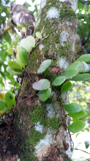 Warisan Petani: Pokok Duit-duit