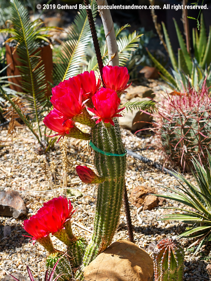 Wacky Wednesday featuring nine red cactus flowers